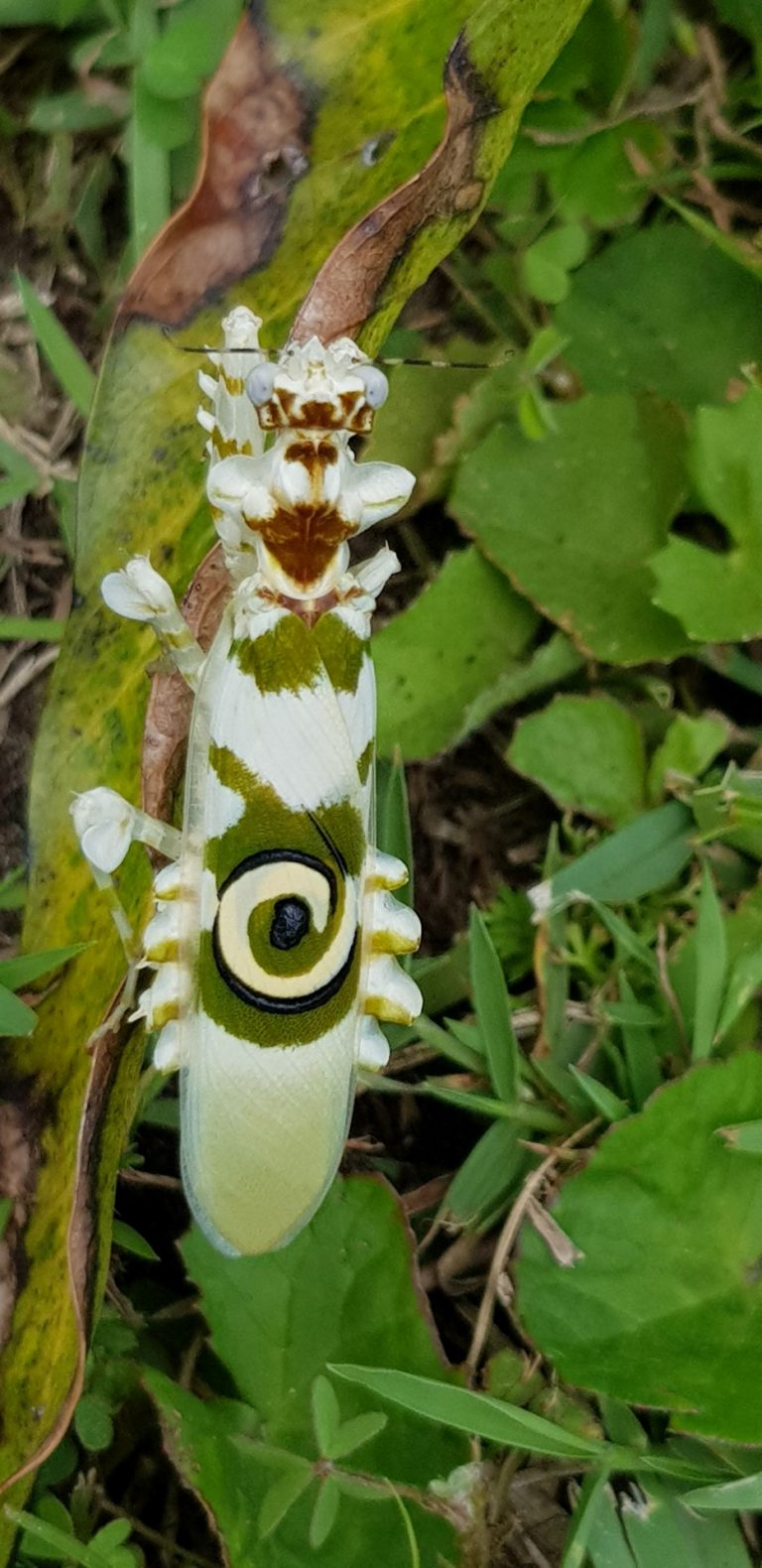 Spiny Flower Mantis - Pseudocreobotra wahlbergii | Keeping Insects