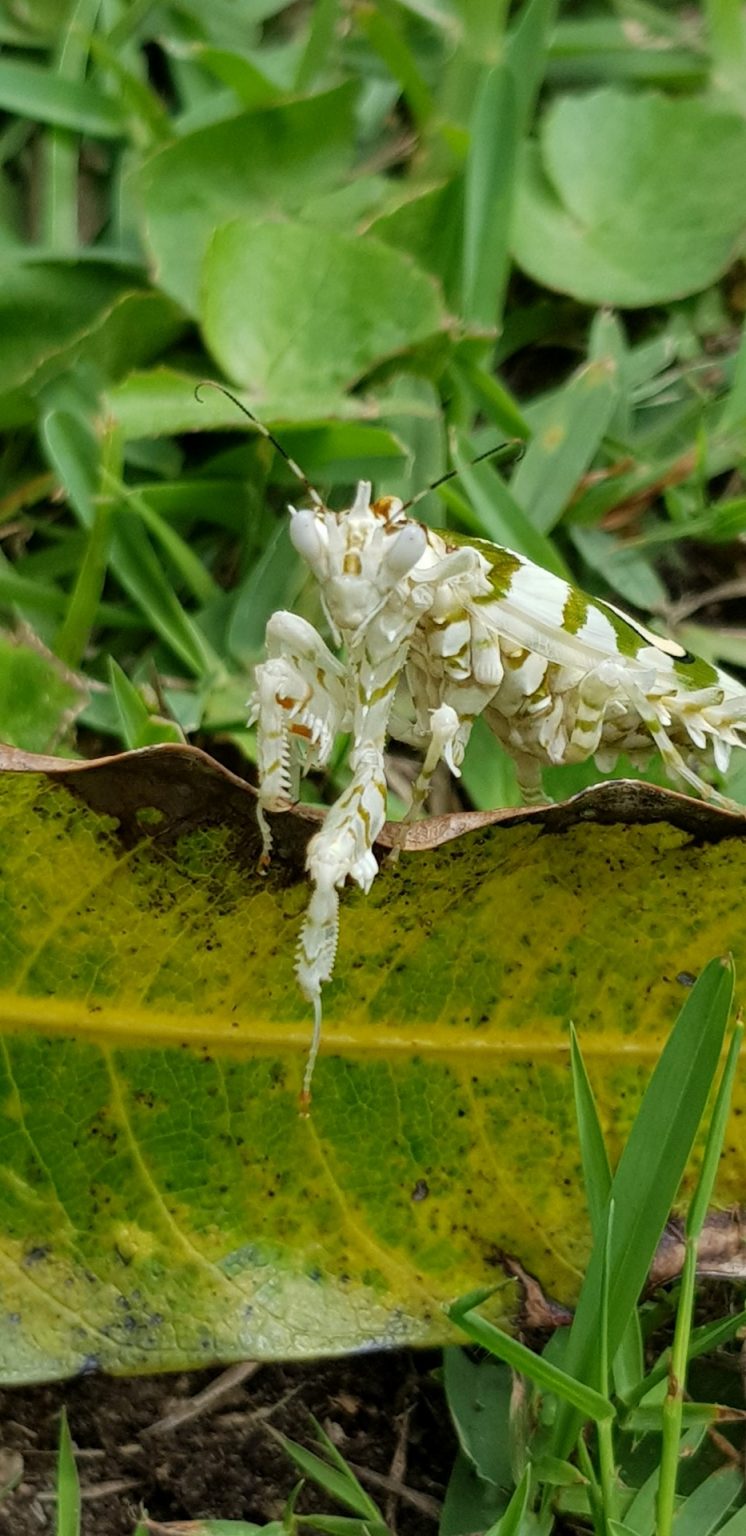 Spiny Flower Mantis - Pseudocreobotra wahlbergii | Keeping Insects