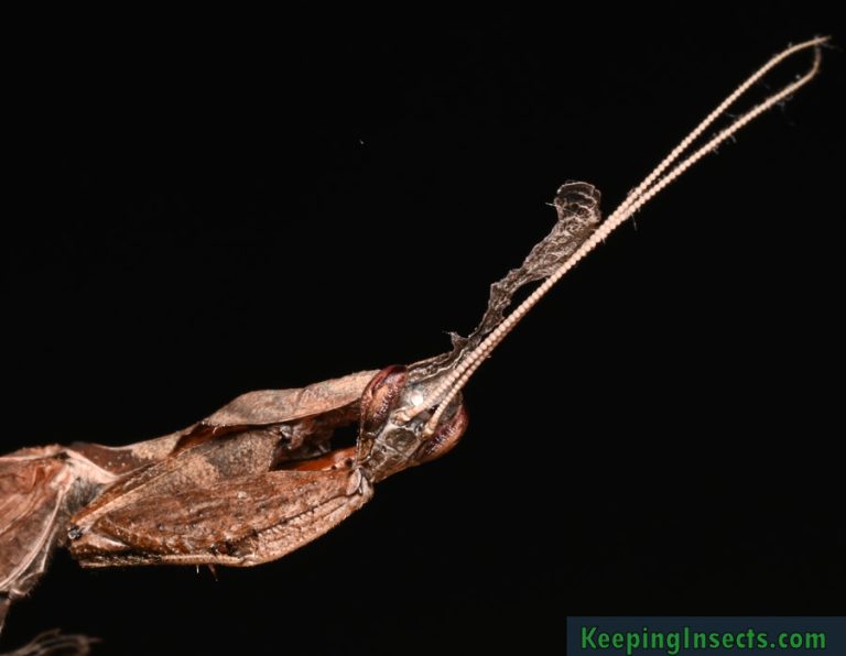 I’ve taken up the hobby again | Keeping Insects