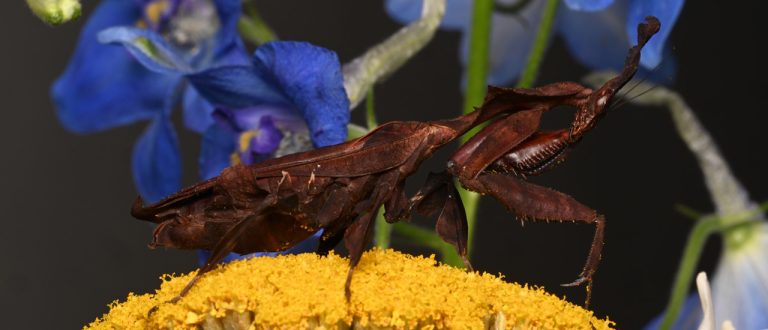 Ghost Mantis - Phyllocrania paradoxa | Keeping Insects