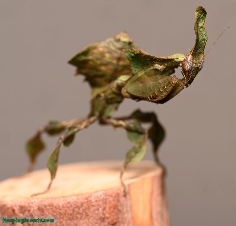 Ghost Mantis - Phyllocrania paradoxa | Keeping Insects