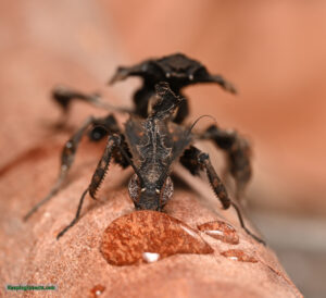 sipping-water-mantis-ghost-mantis-male | Keeping Insects